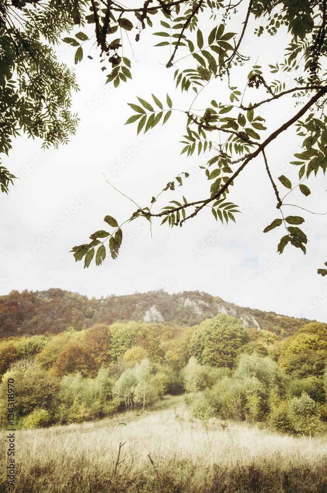 Horizontal Tree Branch