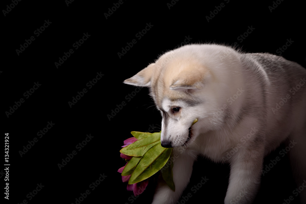 Siberian Husky puppy with flower Stock Photo | Adobe Stock