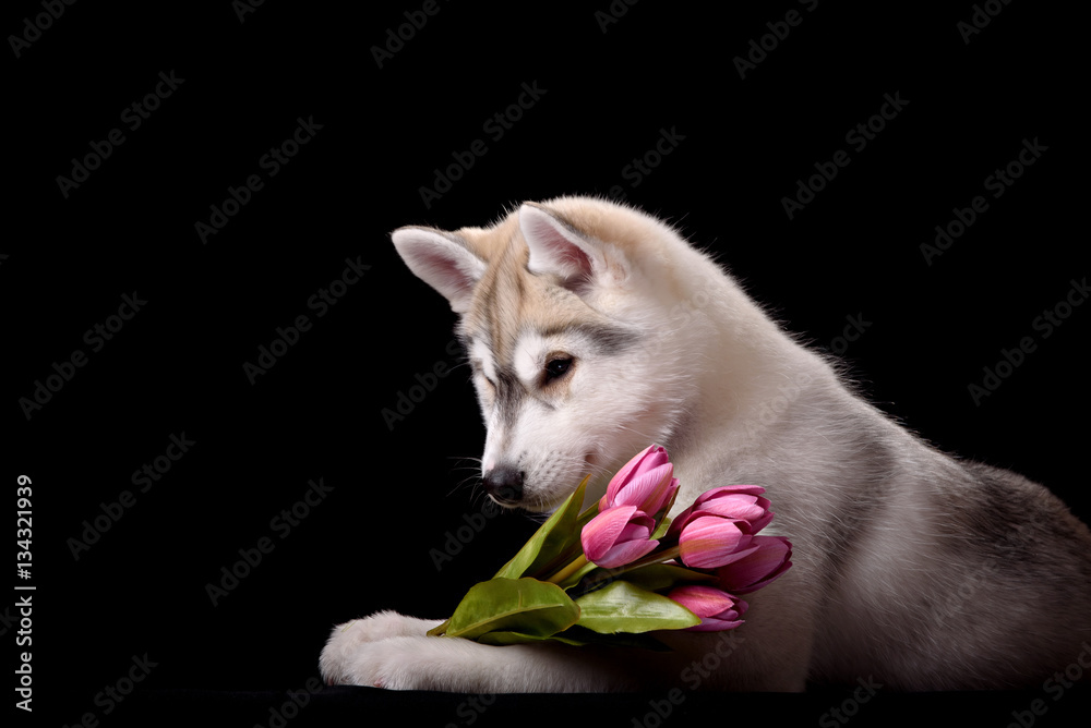 Siberian Husky puppy with flower Stock Photo | Adobe Stock