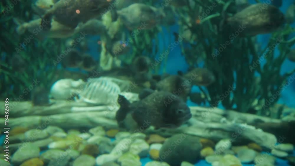 Piranha fish (Pygocentrus nattereri) floating in special aquarium with ...