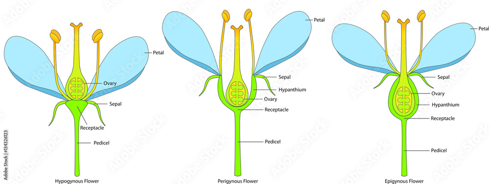 Flower structure variations based on the position of the ovary ...
