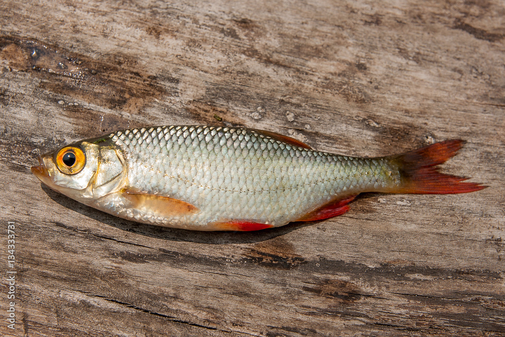 Single common rudd fish on natural background. Stock Photo | Adobe Stock