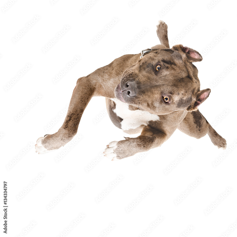 Pit bull in the jump, top view, isolated on white background Stock ...