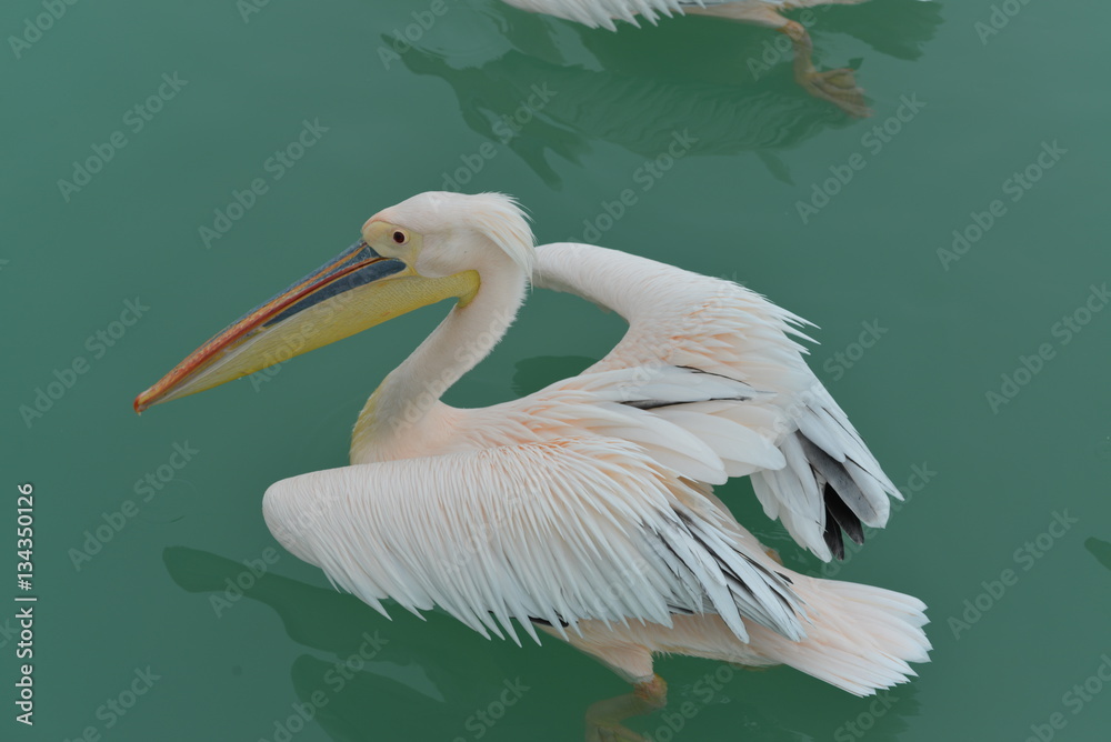 Pelikan im Meer Stock Photo | Adobe Stock