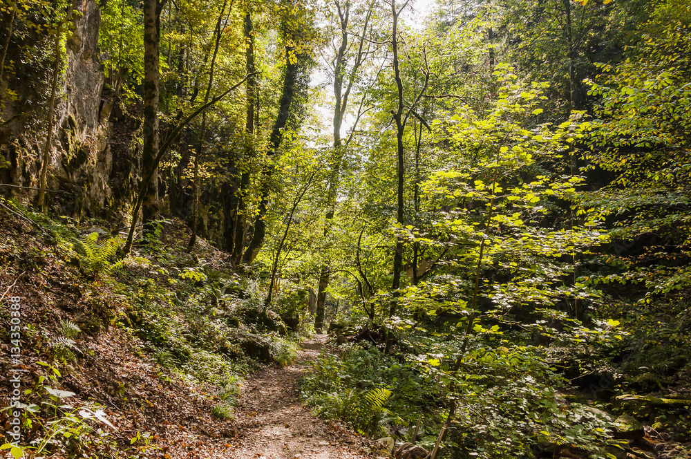 Twann, Twannbachschlucht, Schlucht, Wald, Waldweg, Wanderweg, Naturweg ...