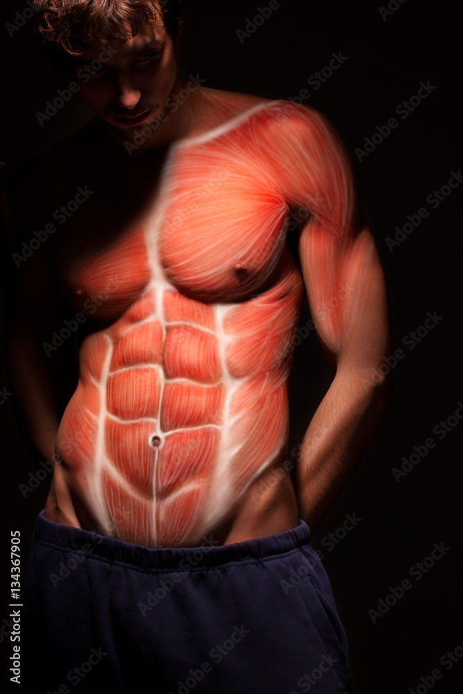 Male Torso Muscle Anatomy