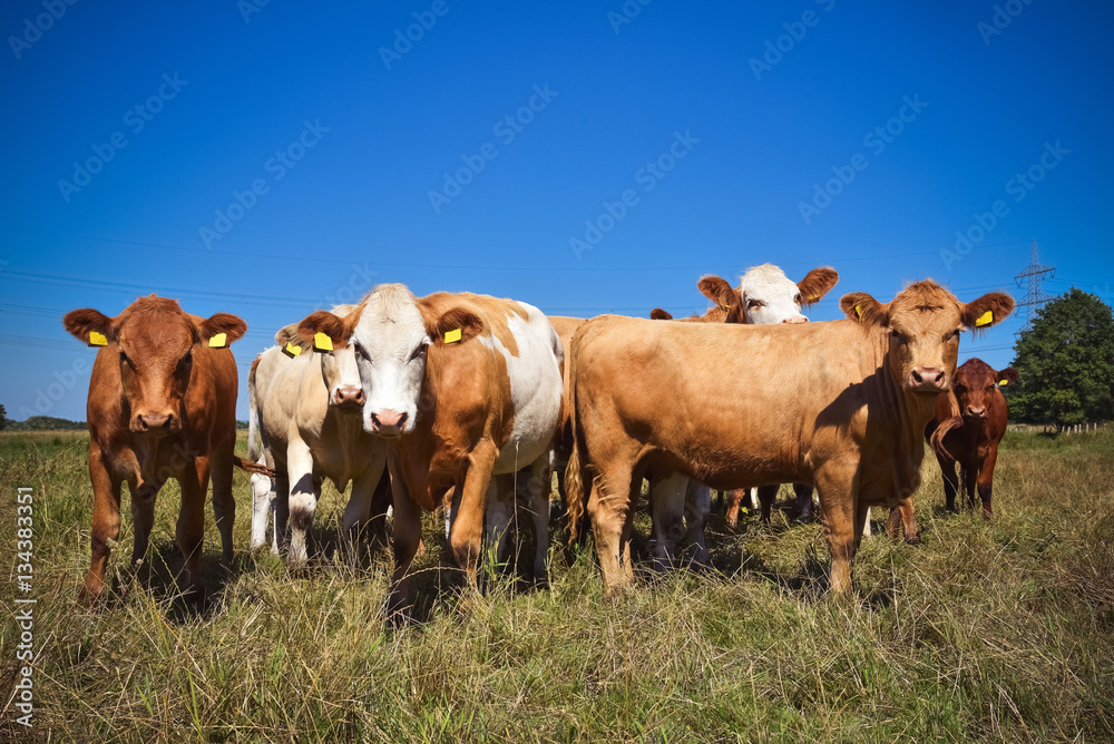 Extensive Weidehaltung - Rinderformation im langen Gras Stock-Foto ...