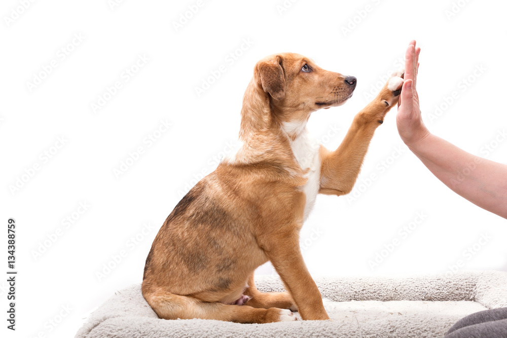 Welpe gibt die Pfote Stock Photo | Adobe Stock