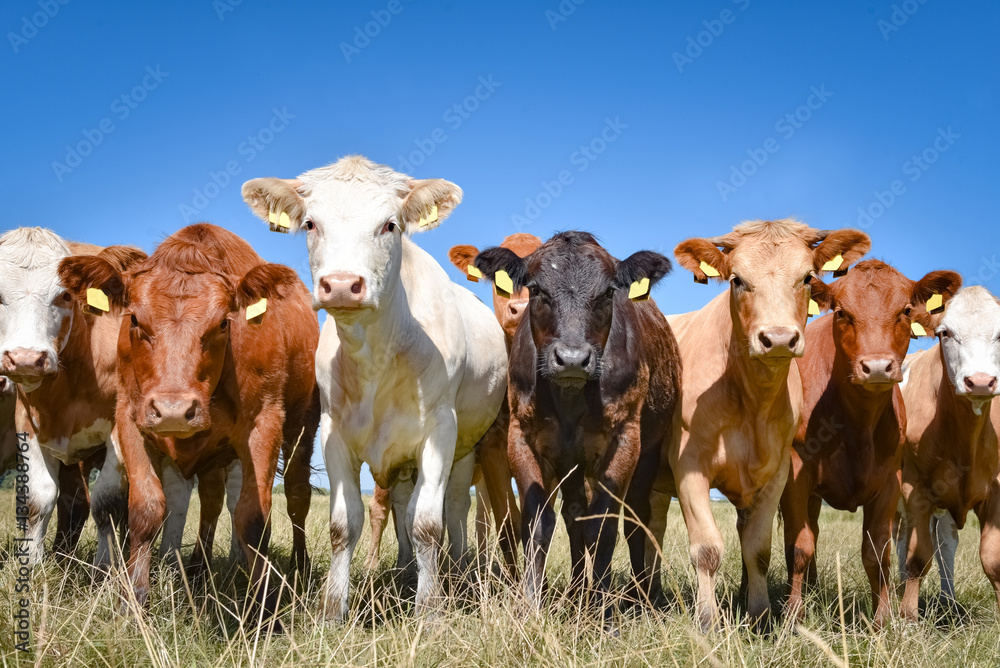 Herde Rinder steht dicht gedrängt auf einer Sommerweide Stock-Foto ...