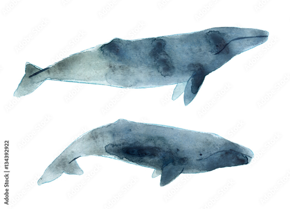 Watercolor sketch of gray whale. Illustration isolated on white ...