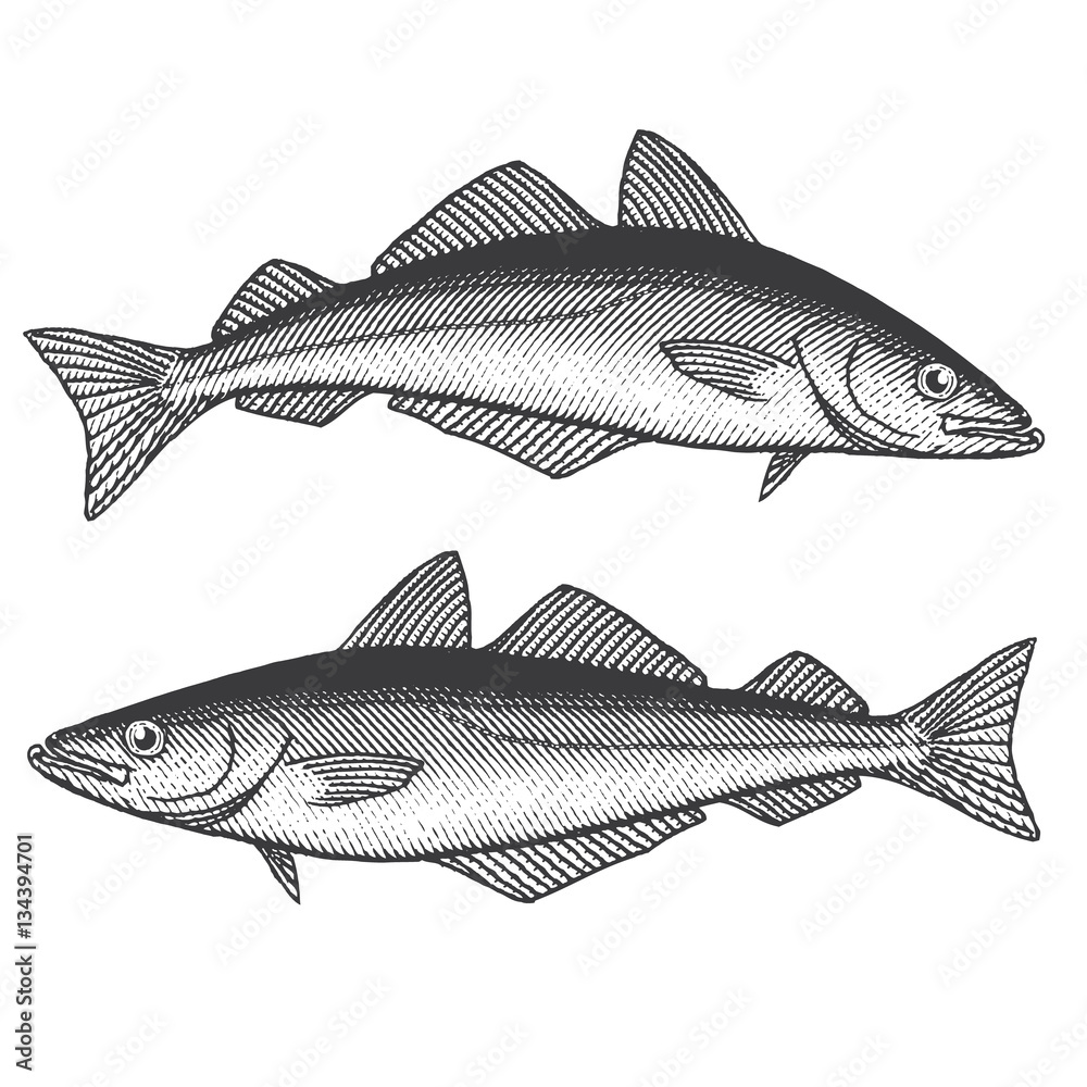 Pollock Fish Stock Vector | Adobe Stock