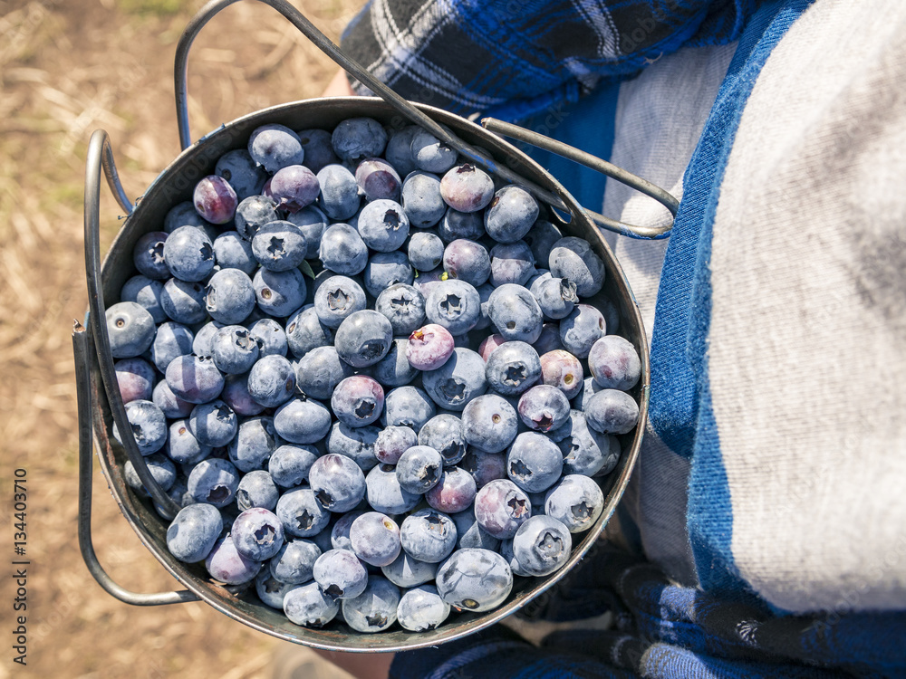 Hands Holding Metal Bucket Full of Fresh Picked Blueberries at U-Pick ...