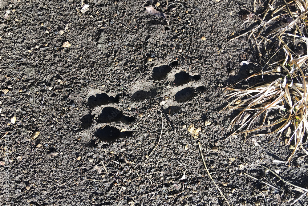 Dog Tracks In Mud