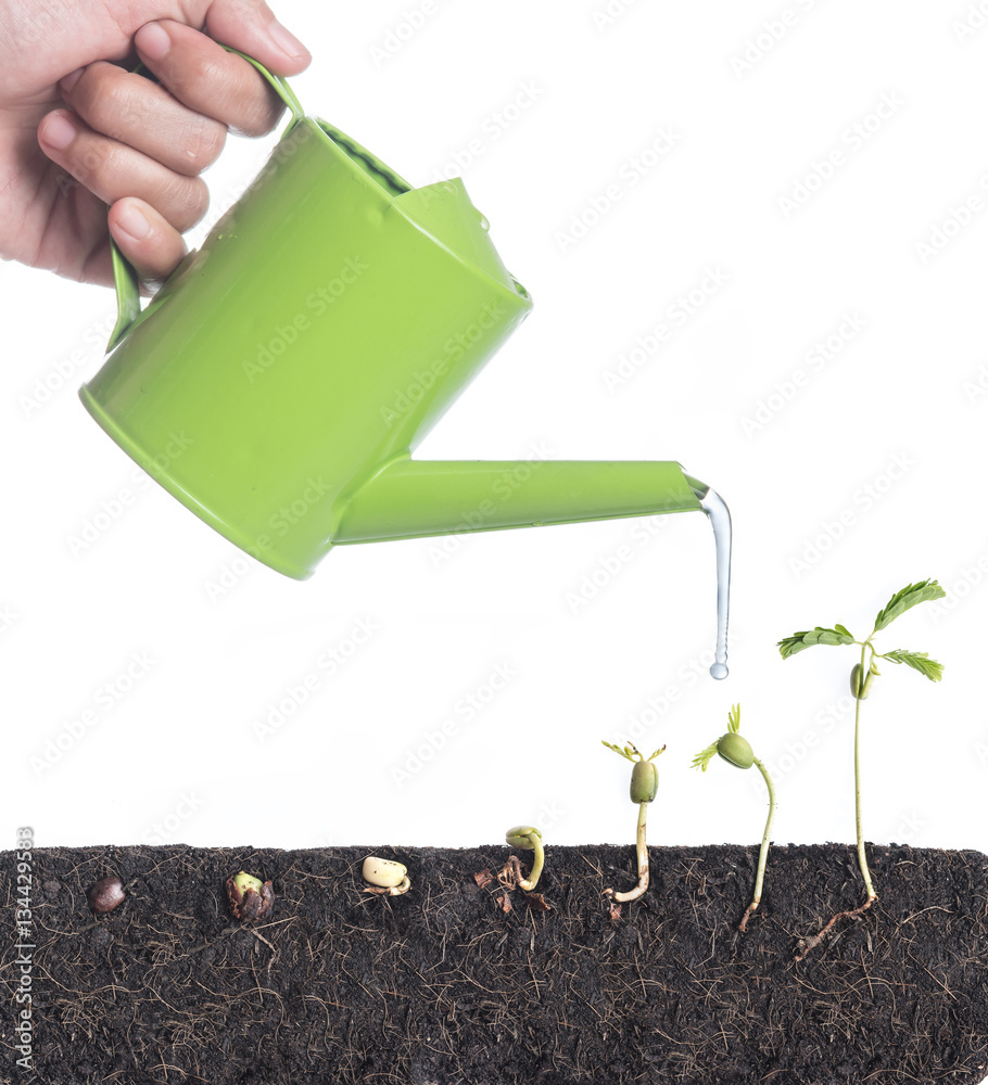Water pouring from watering can, Growing plants with underground root ...