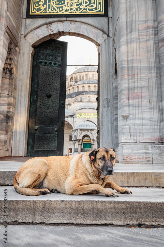 Dog lying in front of Blue Mosque Istanbul, Turkey. Sultanahmet Camii ...