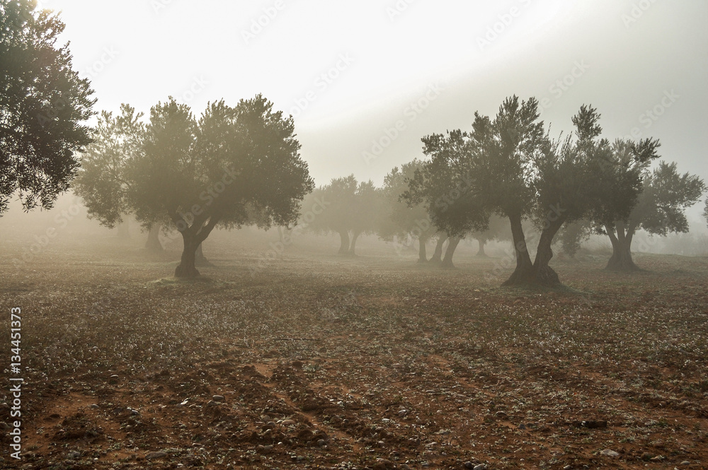 Foto Stock Olivar al amanecer en invierno | Adobe Stock