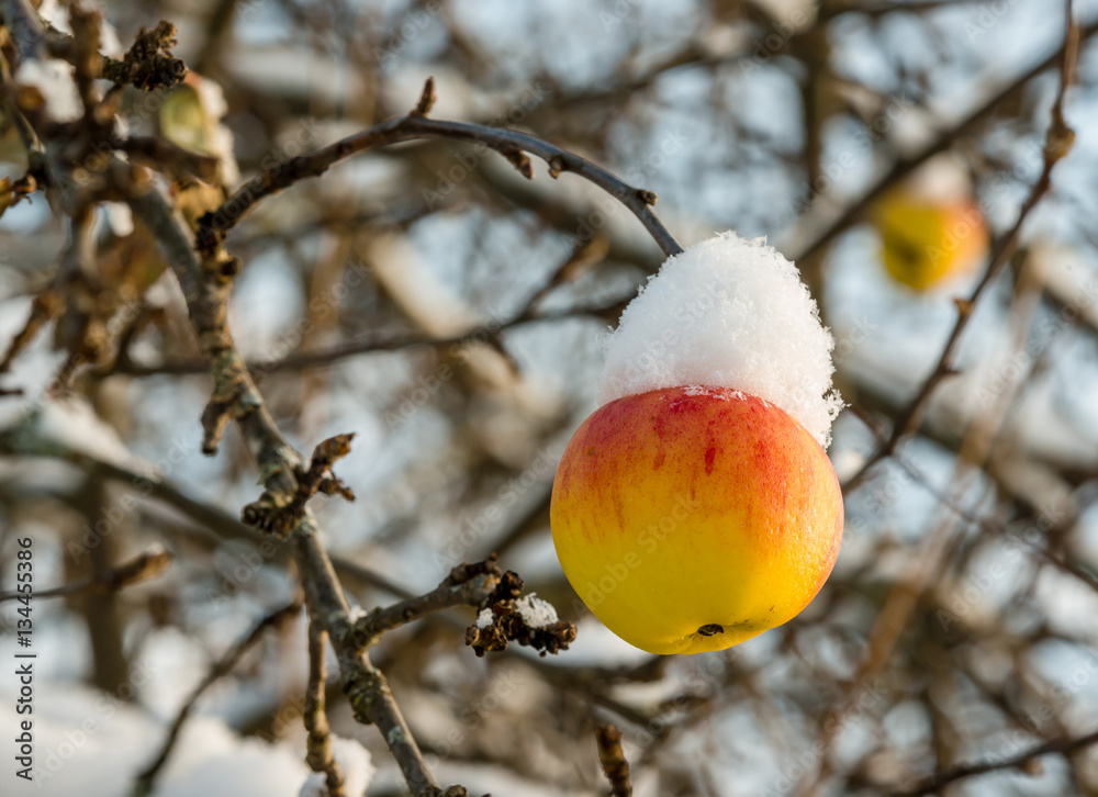 apple on a tree in the snow Stock Photo | Adobe Stock