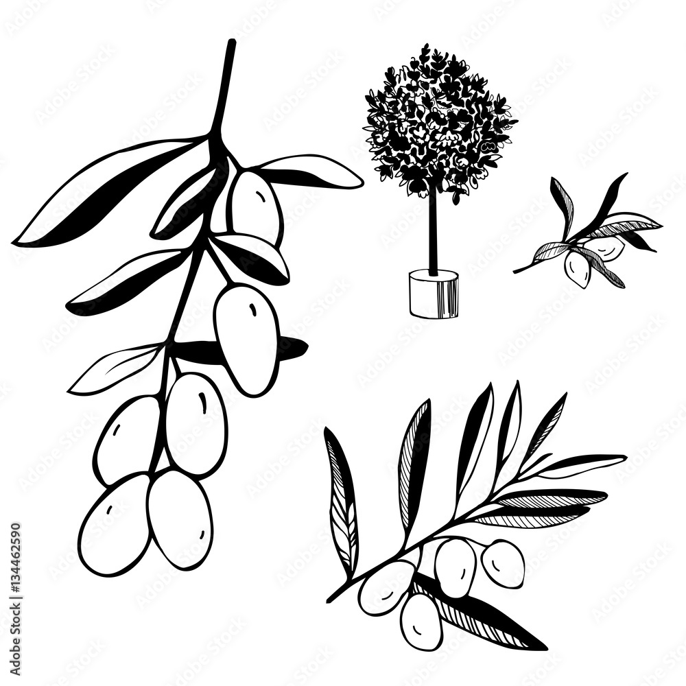 Olive Flower Drawing