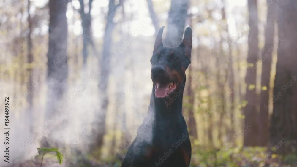 Close up view of doberman pinscher in mist in the forest attentively ...