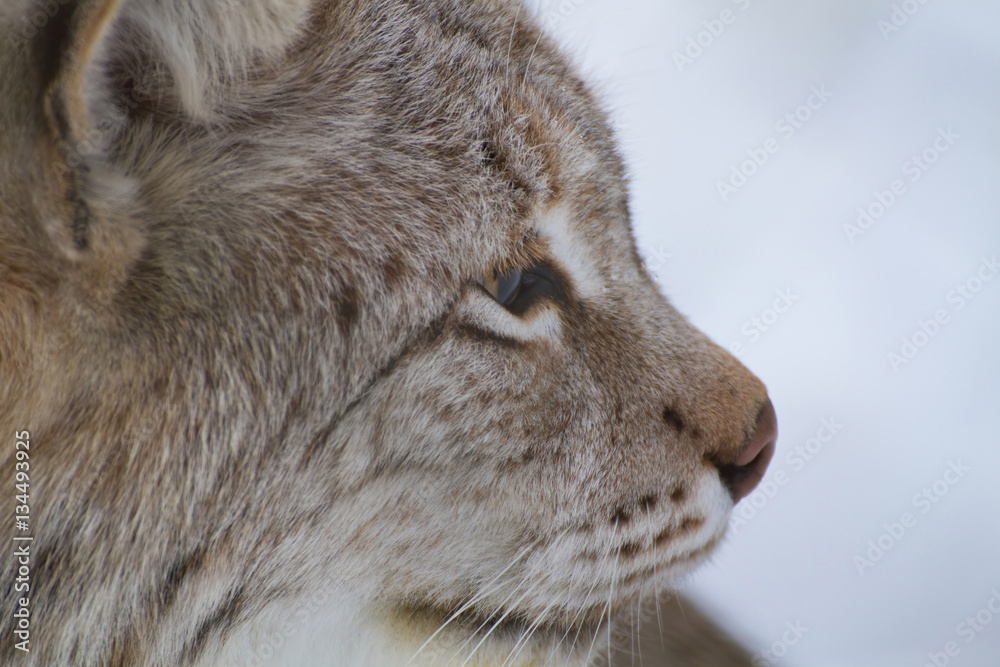 Luchs-Portrait Stock Photo | Adobe Stock
