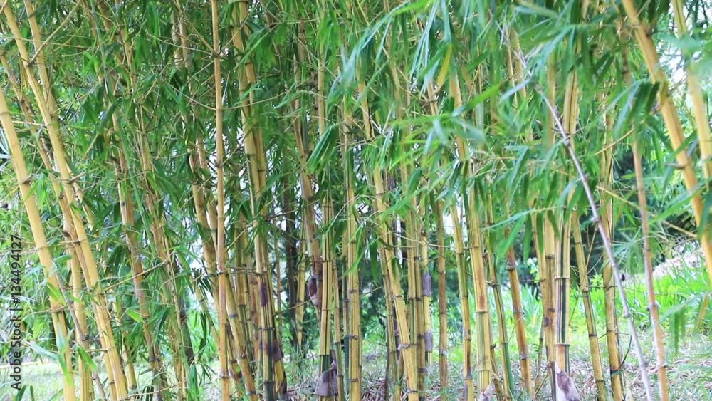 Bamboo forest blowing in the wind, Vietnam Stock Video | Adobe Stock