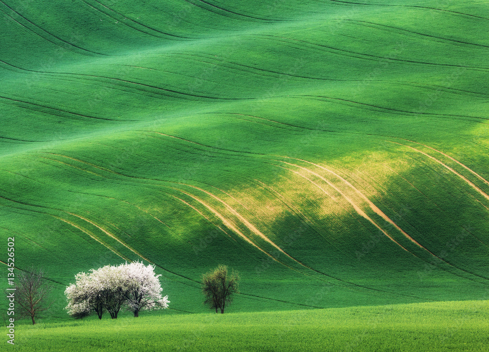 Green Fields With Flowers