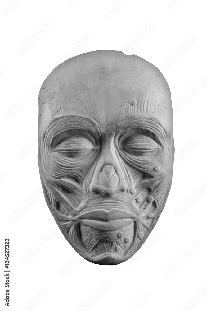 anatomical plaster mask of a human face. Stock Photo | Adobe Stock