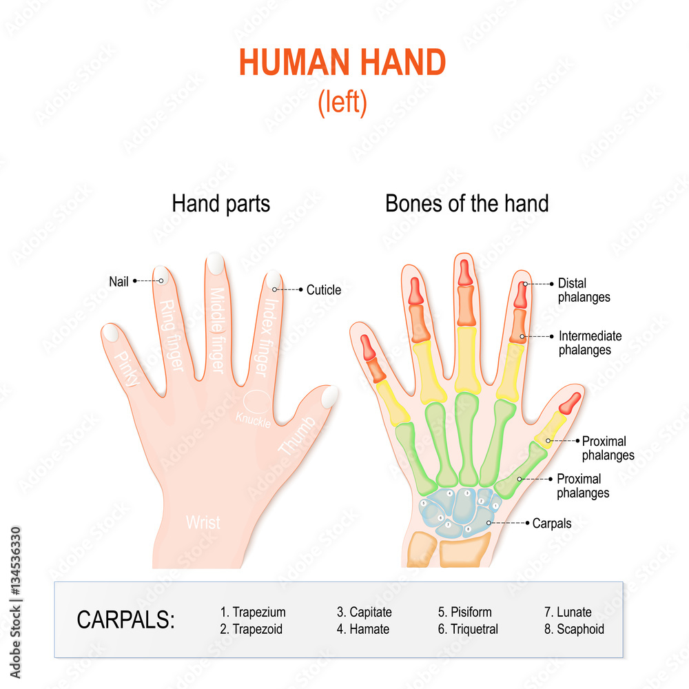 Human hand parts and Bones. Stock Vector | Adobe Stock