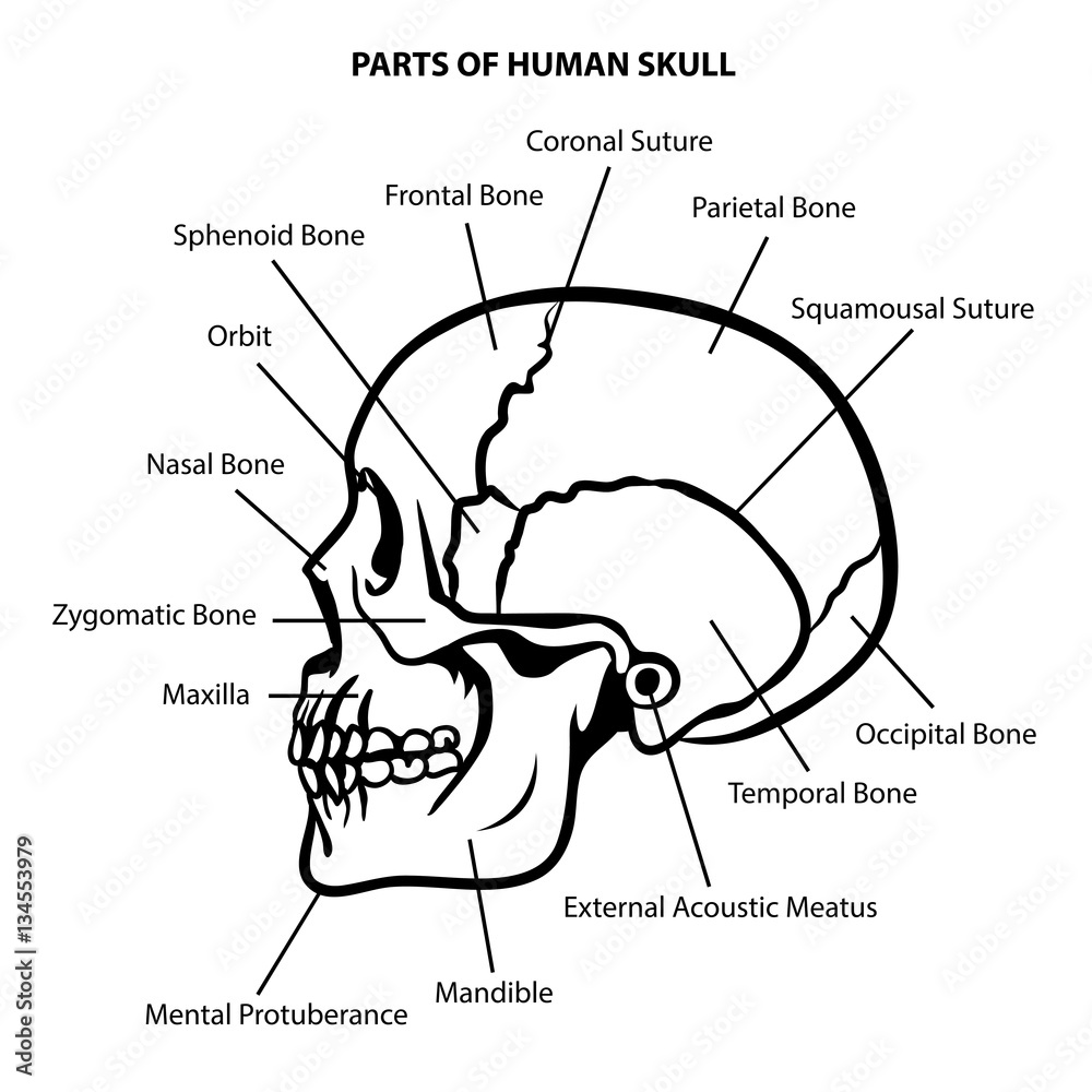 SKULL ANATOMY OUTLINE VECTOR Stock Vector | Adobe Stock