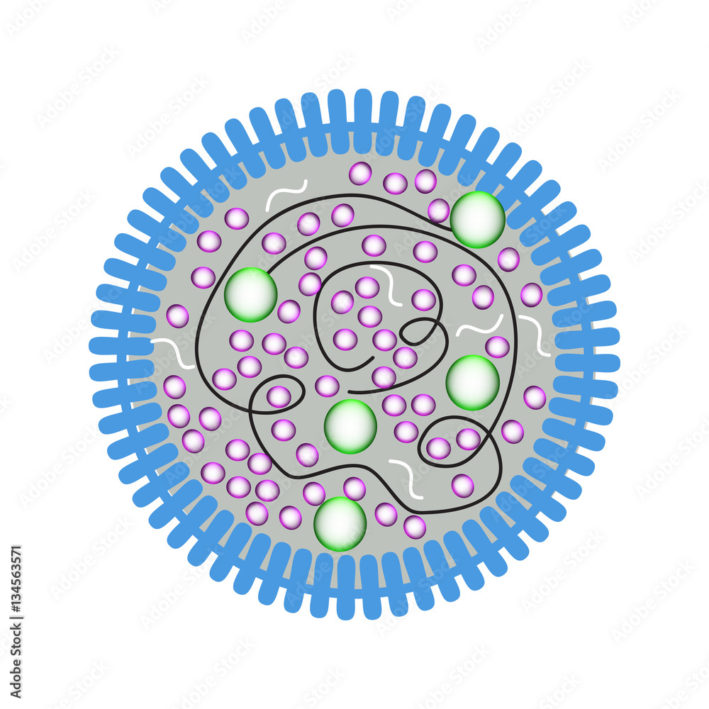 The structure of the mycoplasma. Infographics. Vector illustration on ...