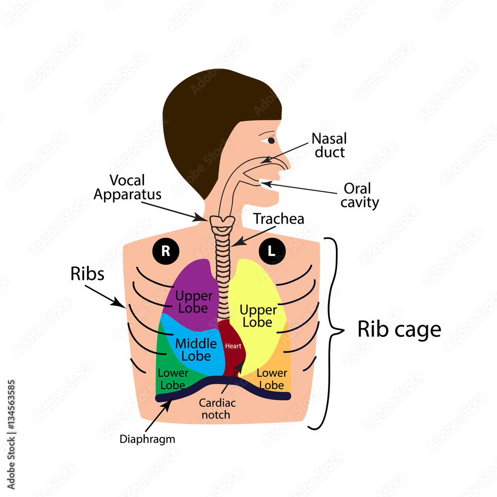 The Structure Of The Respiratory System The The Right And Left Lung The Upper Middle Lower