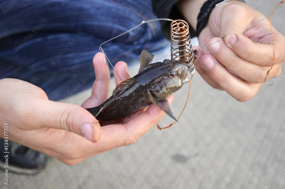 Fisherman holding a fish entrapment at the bait Stock Photo | Adobe Stock
