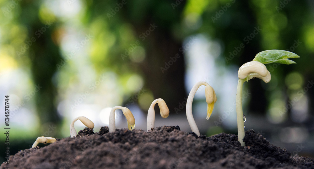 Seed Growing Background