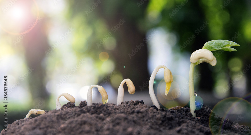 Seed Growing Background