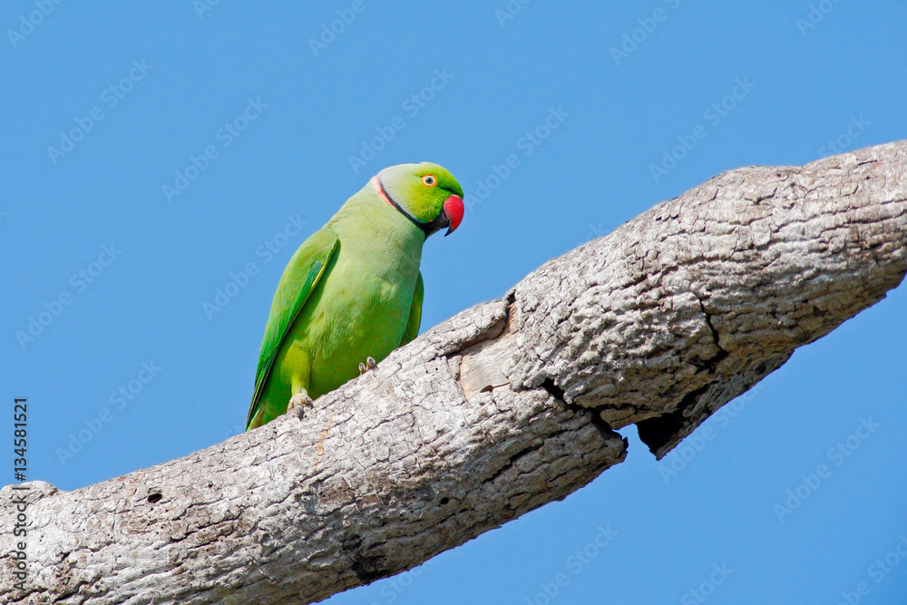 Green parrot sitting on tree trunk with green background. Rose-ringed ...