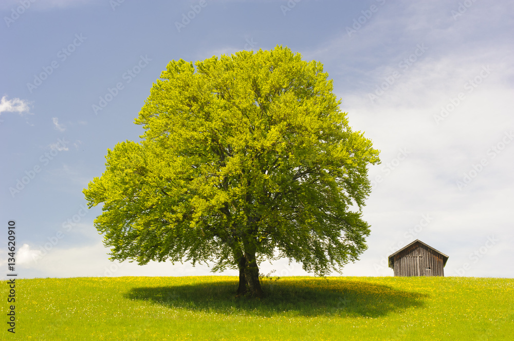 Große Buche auf der Wiese als Einzelbaum Stock-Foto | Adobe Stock