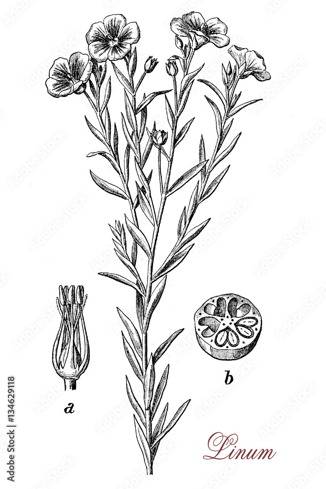 Common flax or linseed, botanical vintage engraving, cultivated food ...
