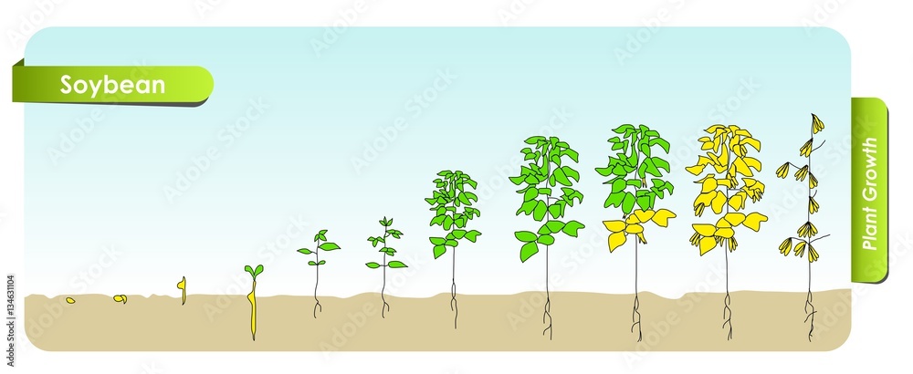 Soybean Plant Diagram