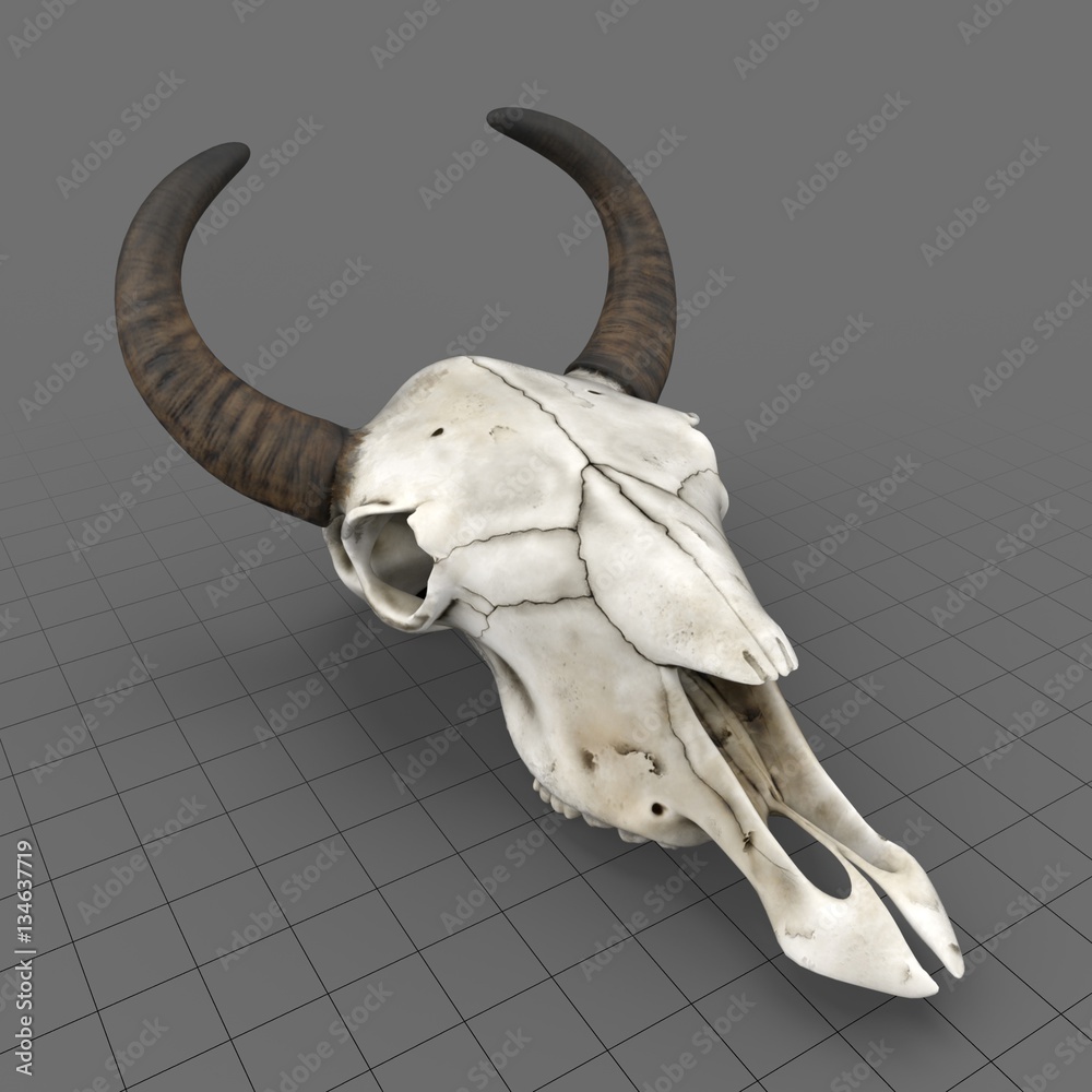 Skull Cow Stock 3D asset | Adobe Stock
