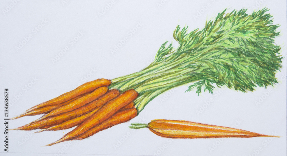 Hand drawn fresh carrot. Cross section. Realistic illustration. Colored ...