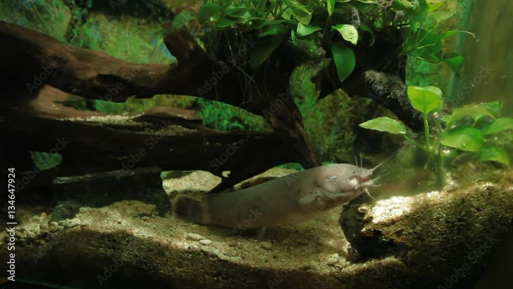 Electric Catfish (Malapterurus electricus) floating in special aquarium ...
