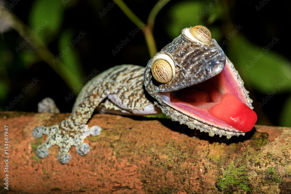 Giant Leaf-tail Gecko, Uroplatus fimbriatus, Madagascar ภาพถ่ายสต็อก ...