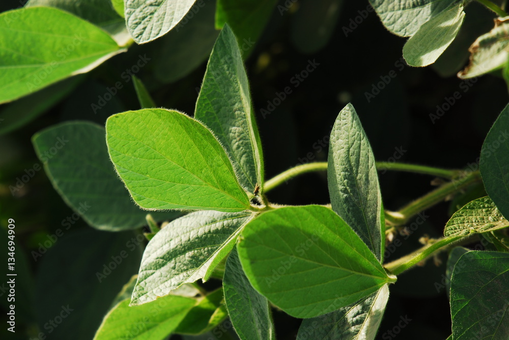 hojas de soja en planta detalles Stock Photo | Adobe Stock