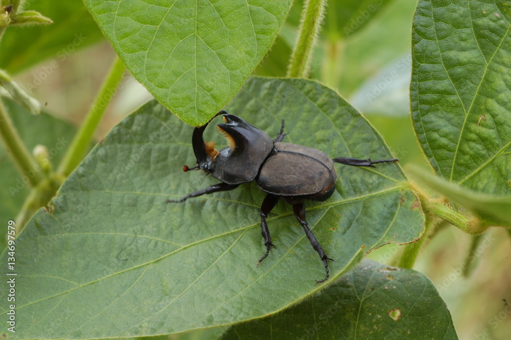 escarabajo torito en hoja de soja Stock Photo | Adobe Stock