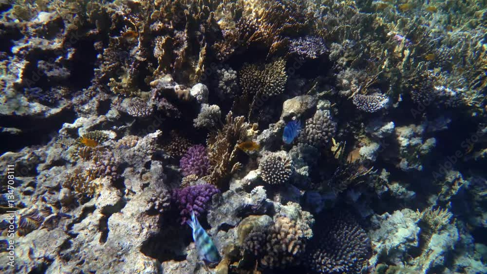 Coral reef (cay) of the Red Sea with a variety of fish. 4K video. Stock ...