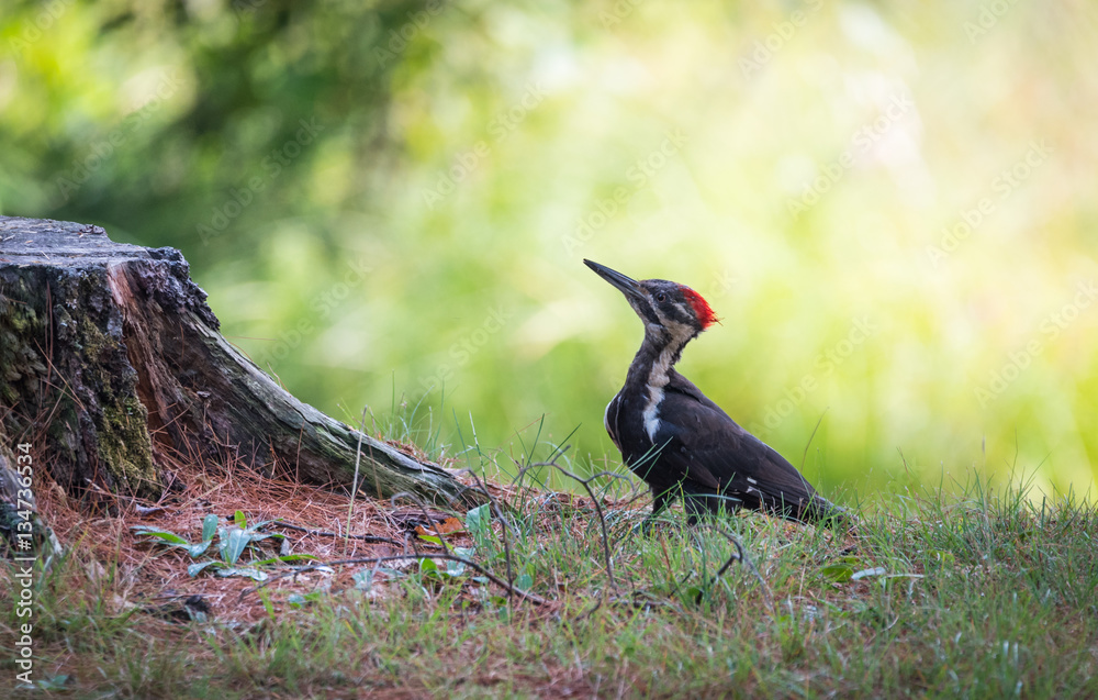 Pileated Woodpecker Juvenile