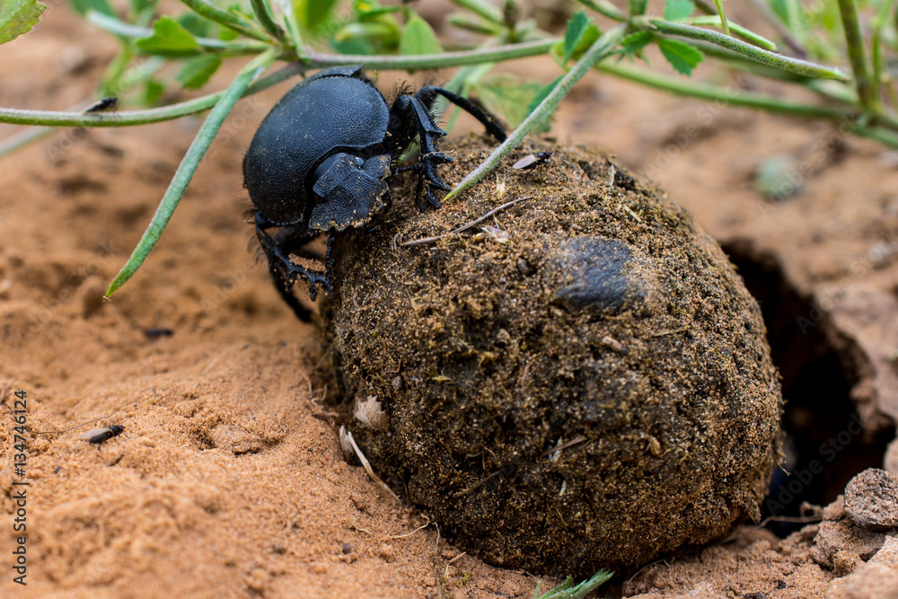 Scarab with food in a desert Stock Photo | Adobe Stock