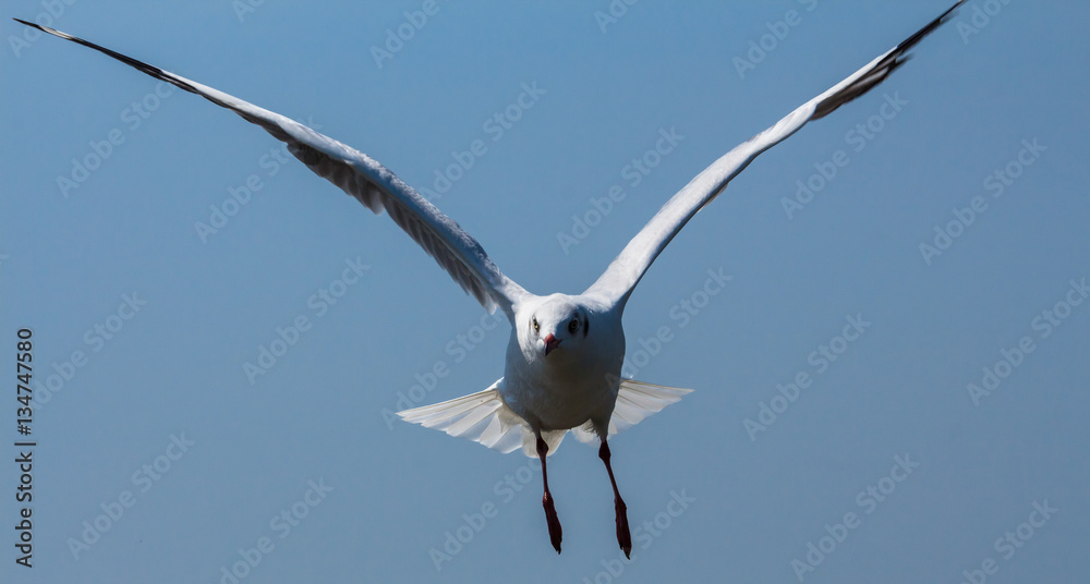 Flying Seagull wing beautiful freedom action on sky background Stock ...