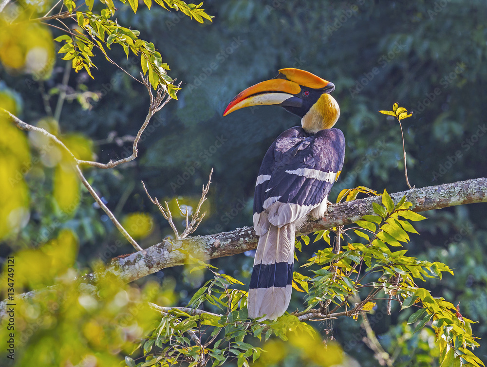 Bird Stock Photo | Adobe Stock