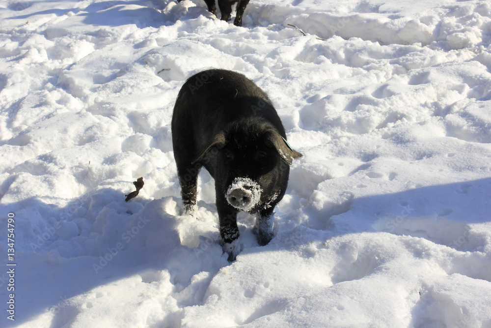 Foto Stock black native slavonian pig in snow | Adobe Stock